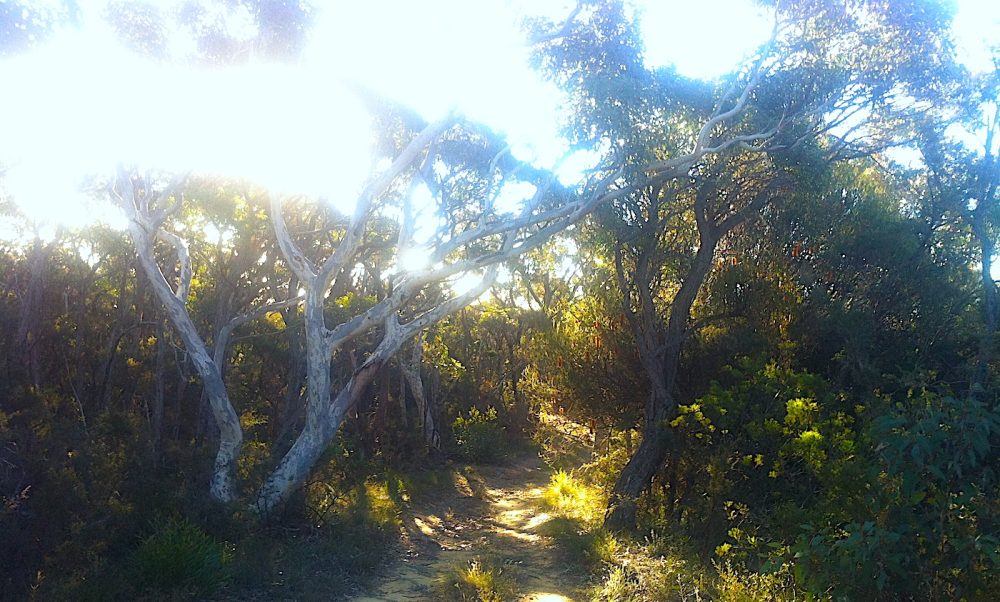 Developing our relationship with Nature, Cosmos and Community ...